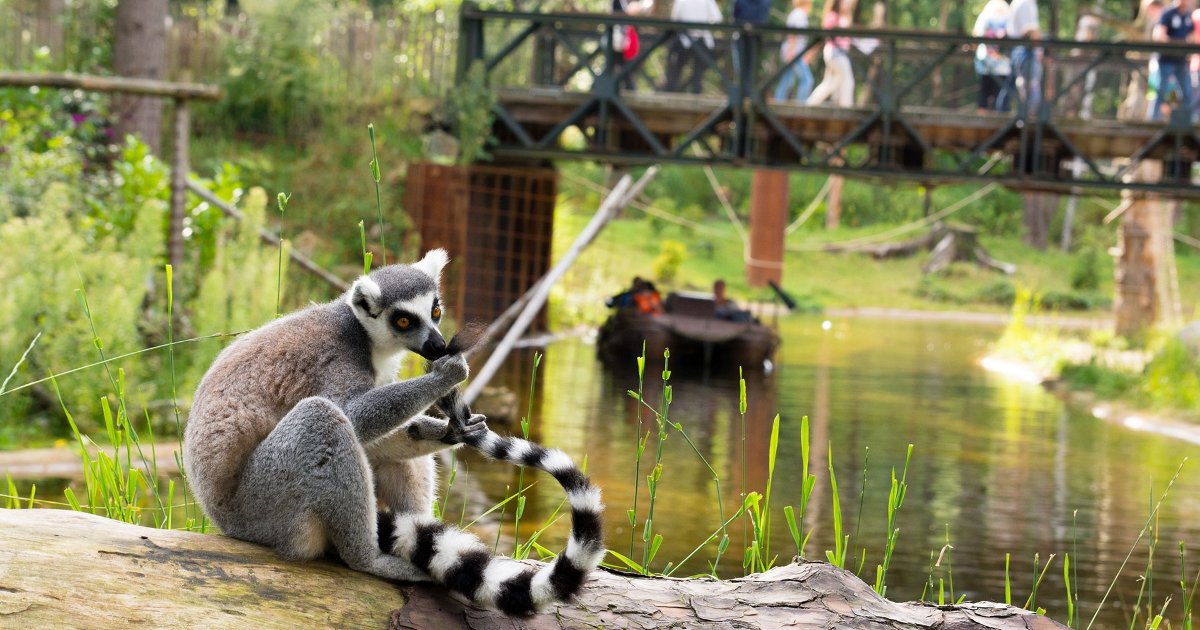 Met de trein naar DierenPark Amersfoort | Spoordeelwinkel | NS ...