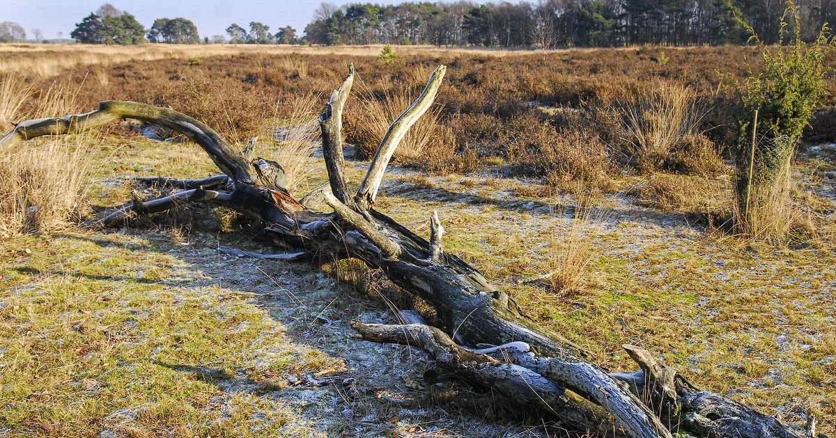 Strabrechtse Heide (Eindhoven) - NS-wandeling | Dagje Uit | NS