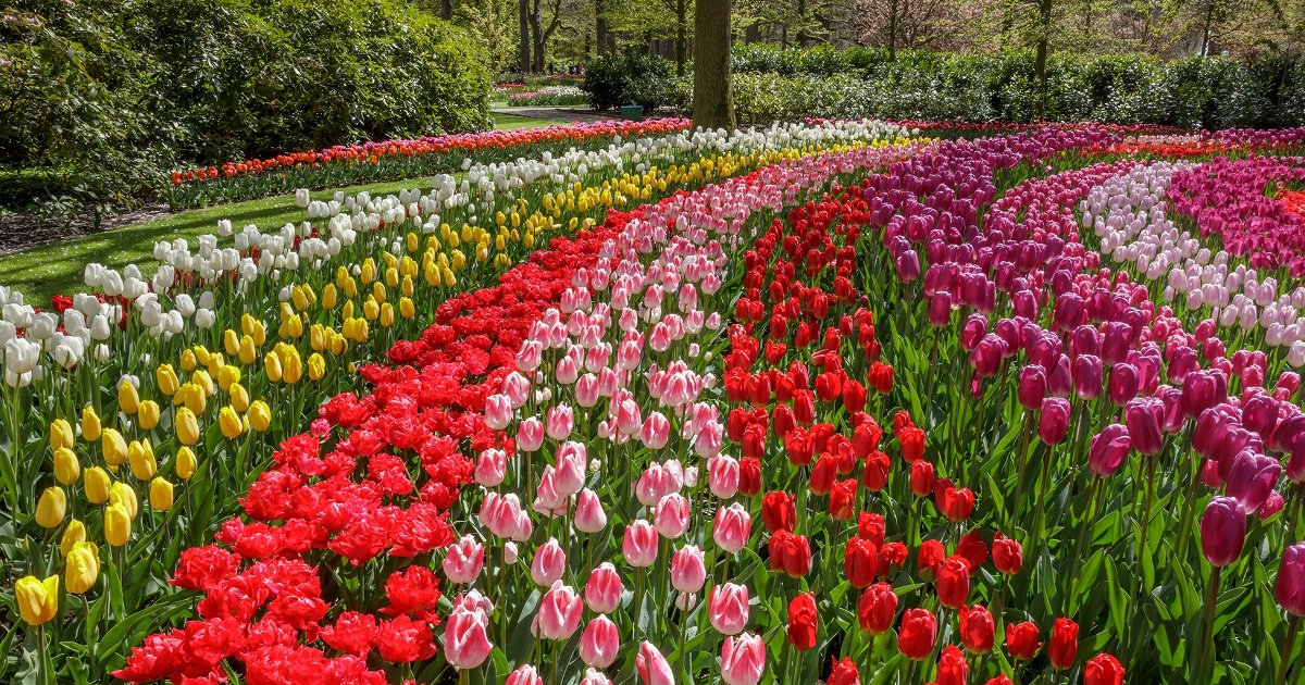 7x mooiste plekken met bollenvelden in bloei en bloemenweides in ...